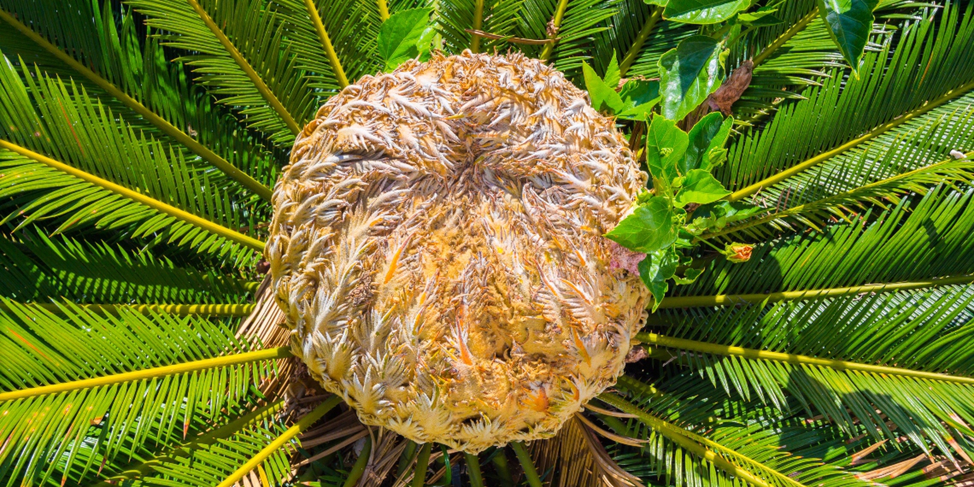 Due piante antiche si riproducono naturalmente nel Regno Unito dal ...