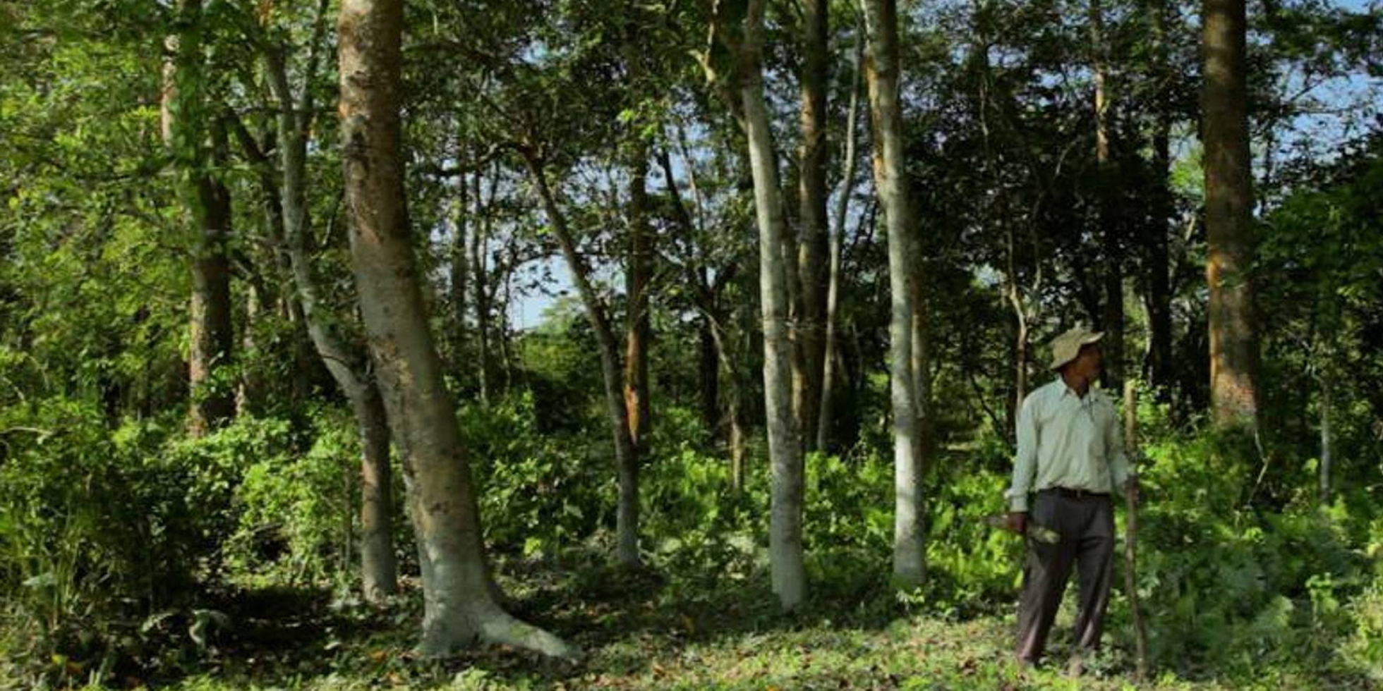 Jadav Payeng, detto Molai. Il ragazzo che ha creato una foresta - LifeGate
