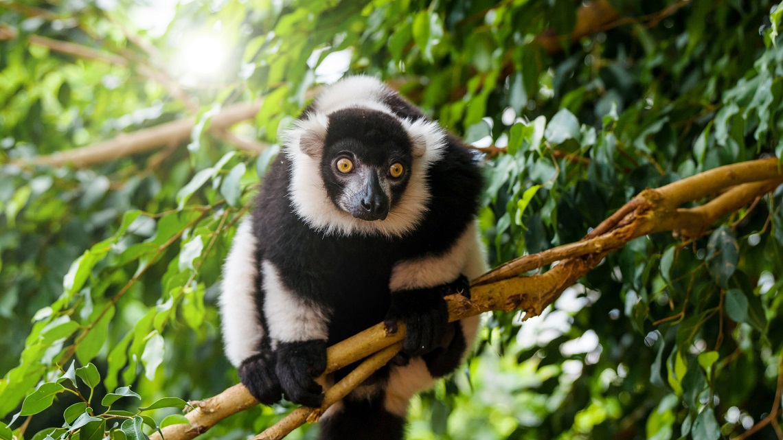 Prepariamoci a vivere in un mondo senza lemuri - LifeGate