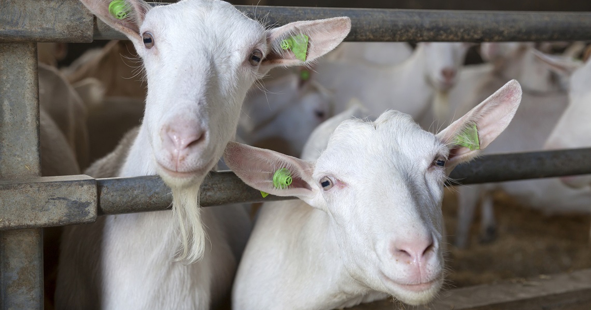 Alle capre piacciono le persone felici - LifeGate