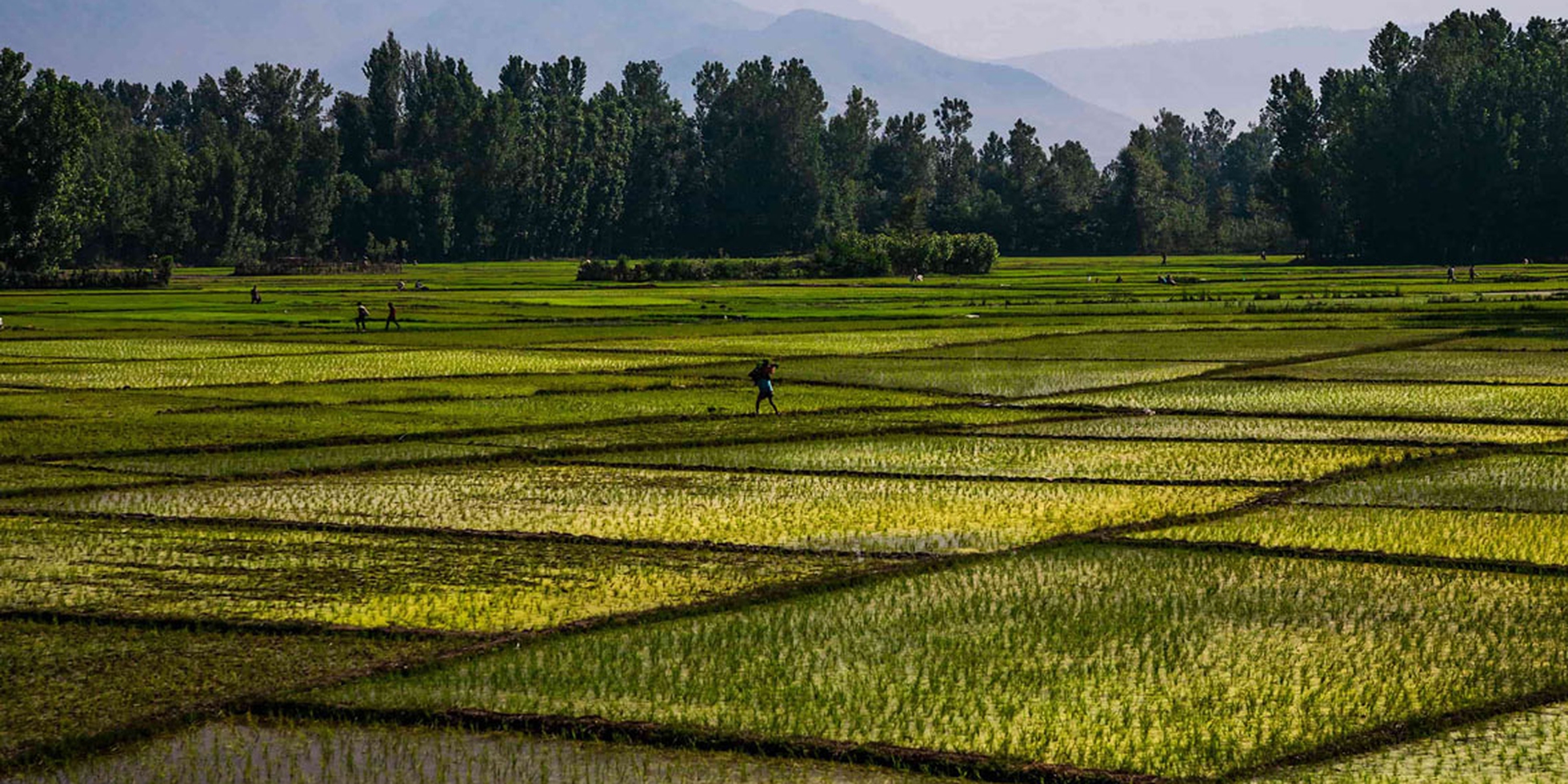 A 100% organic world is possible. The Indian state of Sikkim shows us ...