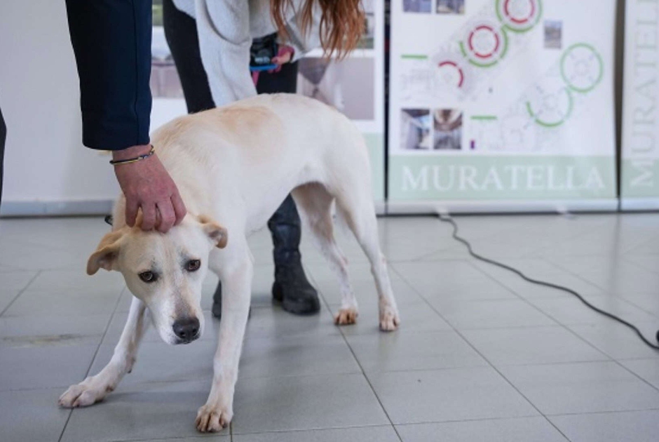Come si diventa operatori di pet therapy, una guida ai corsi - LifeGate