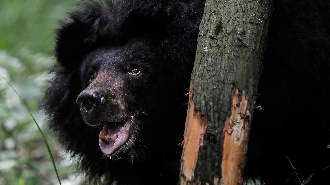 Moon bears, a sanctuary to save them from bile farms opens in Laos ...