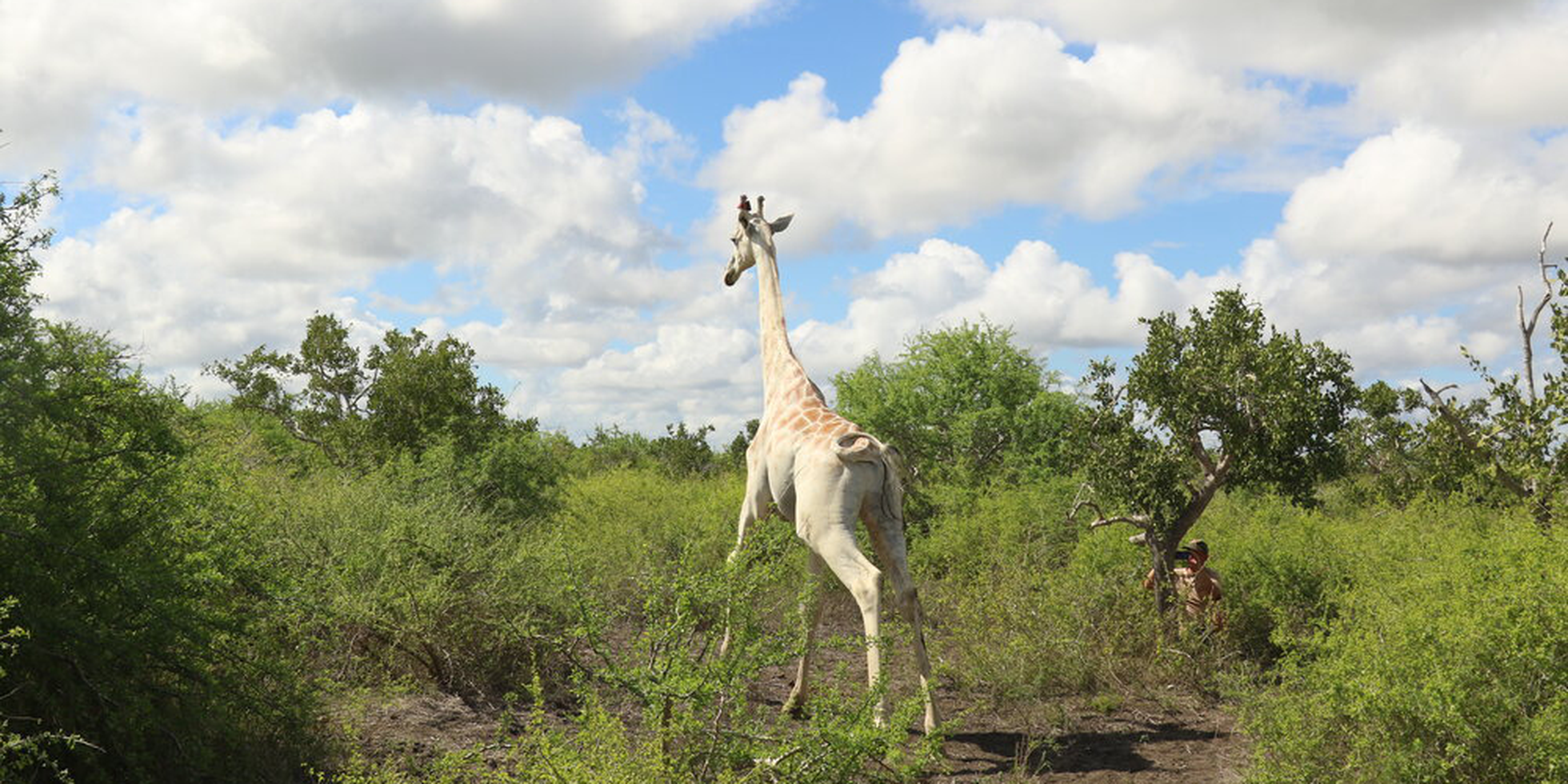 The world's last white giraffe wears a GPS to protect it from poachers