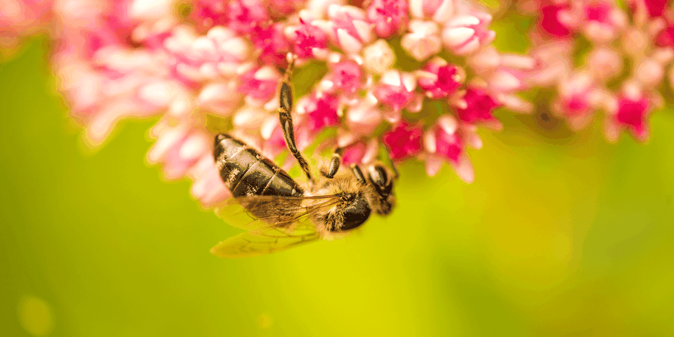 10 piante da coltivare per attirare le api (e nutrirle) - LifeGate