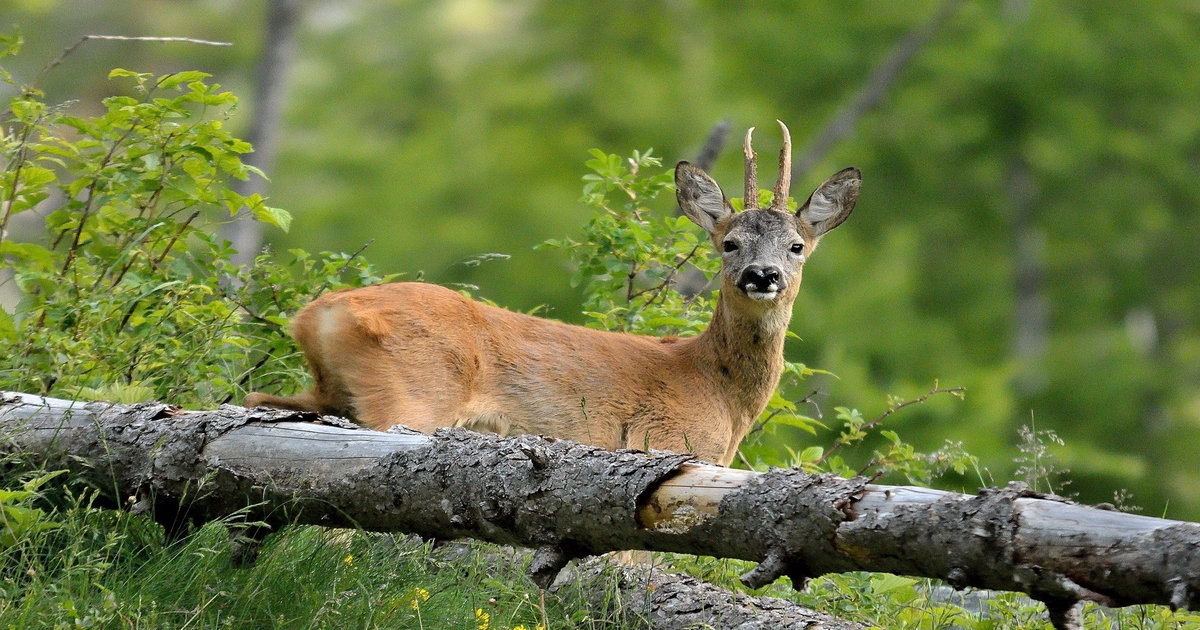 Come se la passa il capriolo in Italia - LifeGate