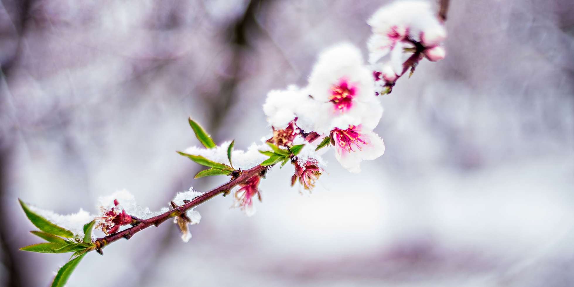 10 piante resistenti al freddo con i fiori invernali più belli - LifeGate