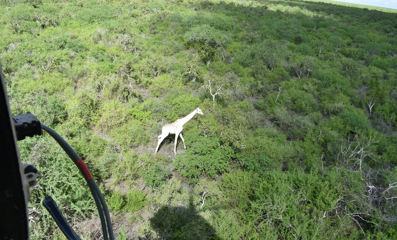 The world's last white giraffe wears a GPS to protect it from poachers