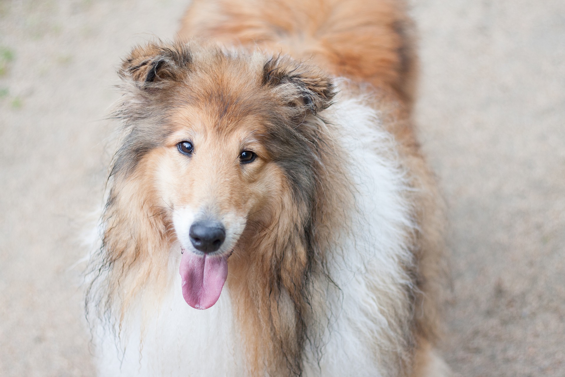 Collie, caratteristiche del pastore scozzese divenuto famoso a Hollywood