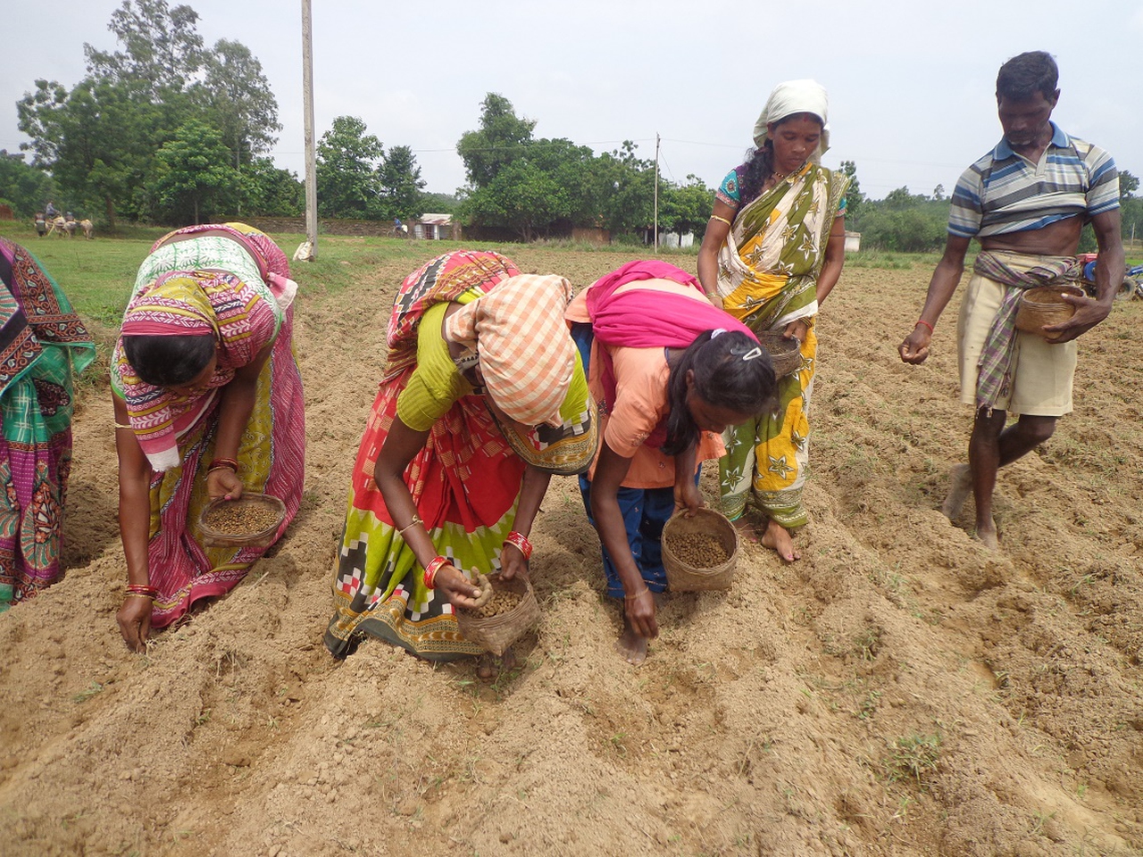 Organic farming change lives of tribal communities in India - LifeGate