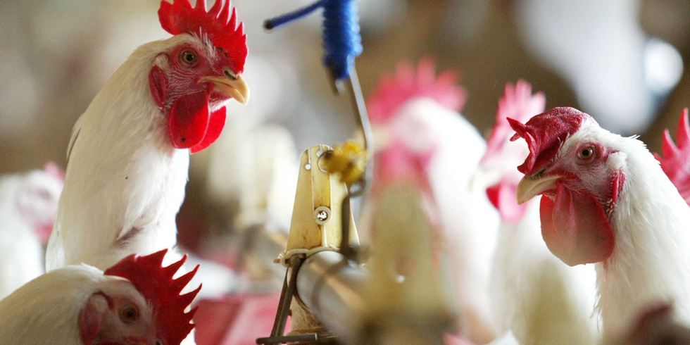 Una petizione europea per fermare la sofferenza dei polli - LifeGate