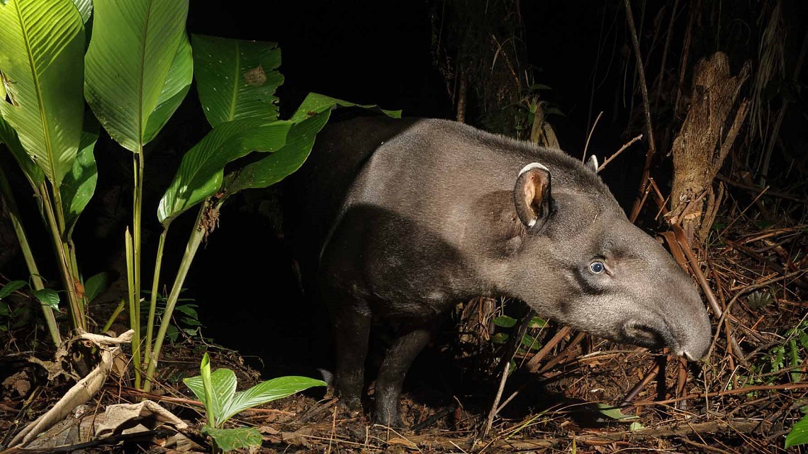 Il 27 aprile è la Giornata mondiale del tapiro - LifeGate