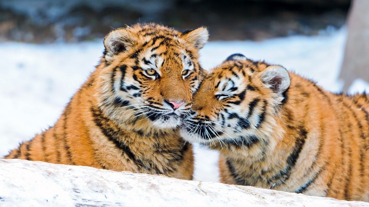Il 29 luglio 2014 è la Giornata mondiale della tigre