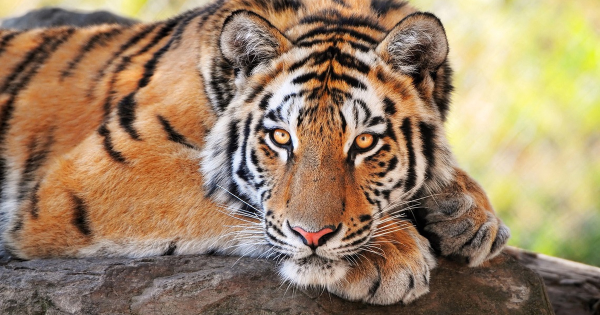 Il 29 luglio è la Giornata mondiale della tigre - LifeGate