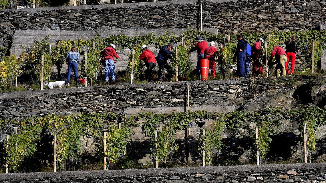 Sciúr, dalla Valtellina un vino sostenibile e responsabile - LifeGate