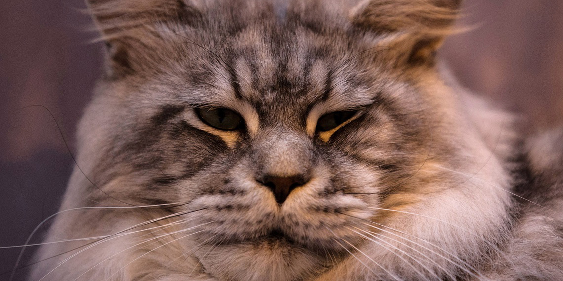 Maine coon: tutto sul gatto gigante del Maine - LifeGate