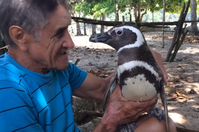 Dindim the penguin returns to the man who saved his life. Each and ...