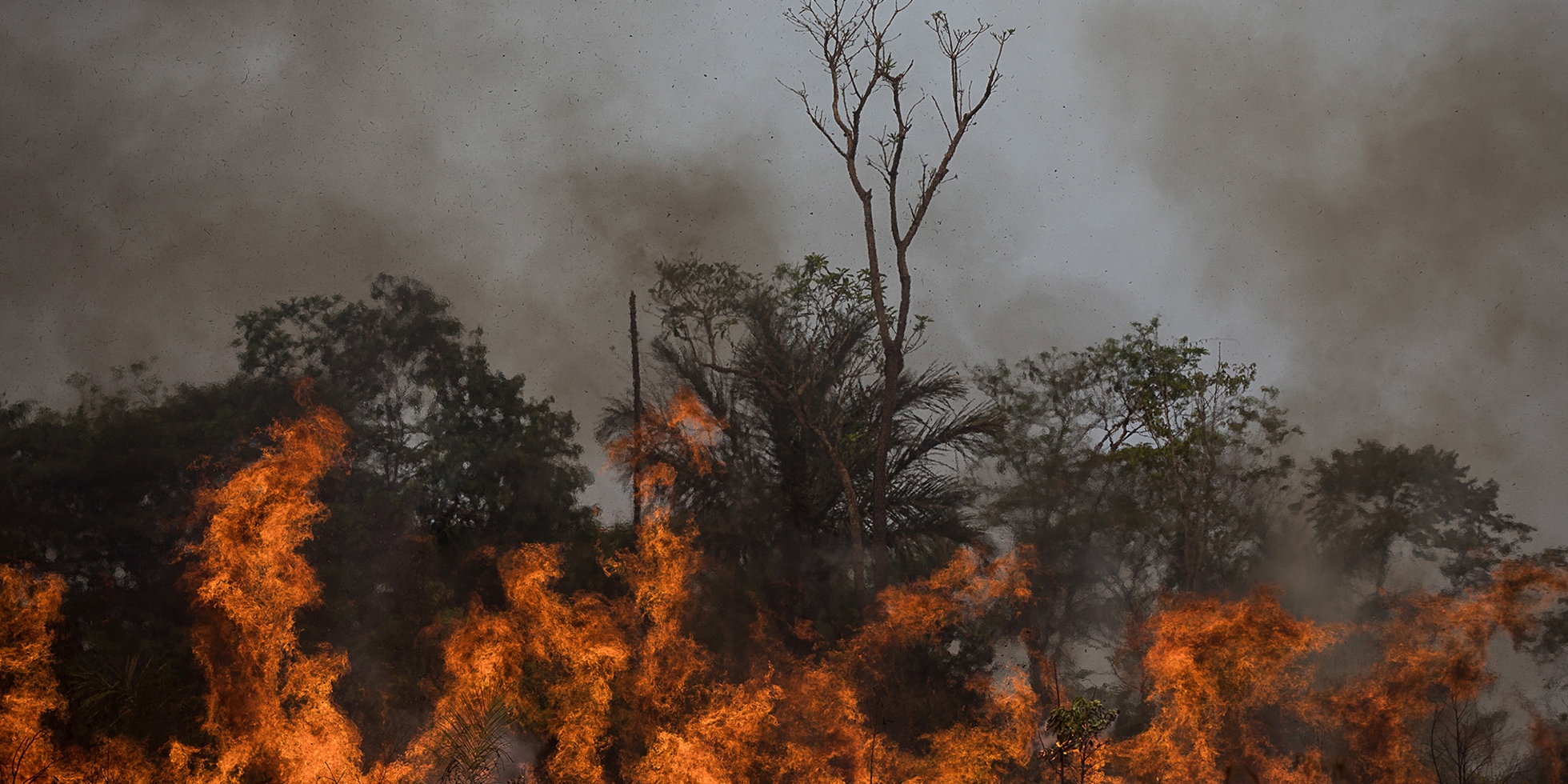La deforestazione in Amazzonia tra il 2020 e il 2021 ha toccato il ...