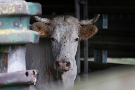 "Chi ha visto la Mucca Carolina?" scomparse 1000 razze d'allevamento ...