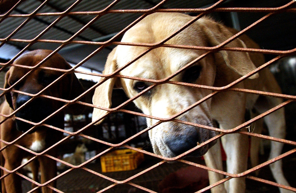 Not even coronavirus has stopped the Yulin Dog Meat Festival - LifeGate