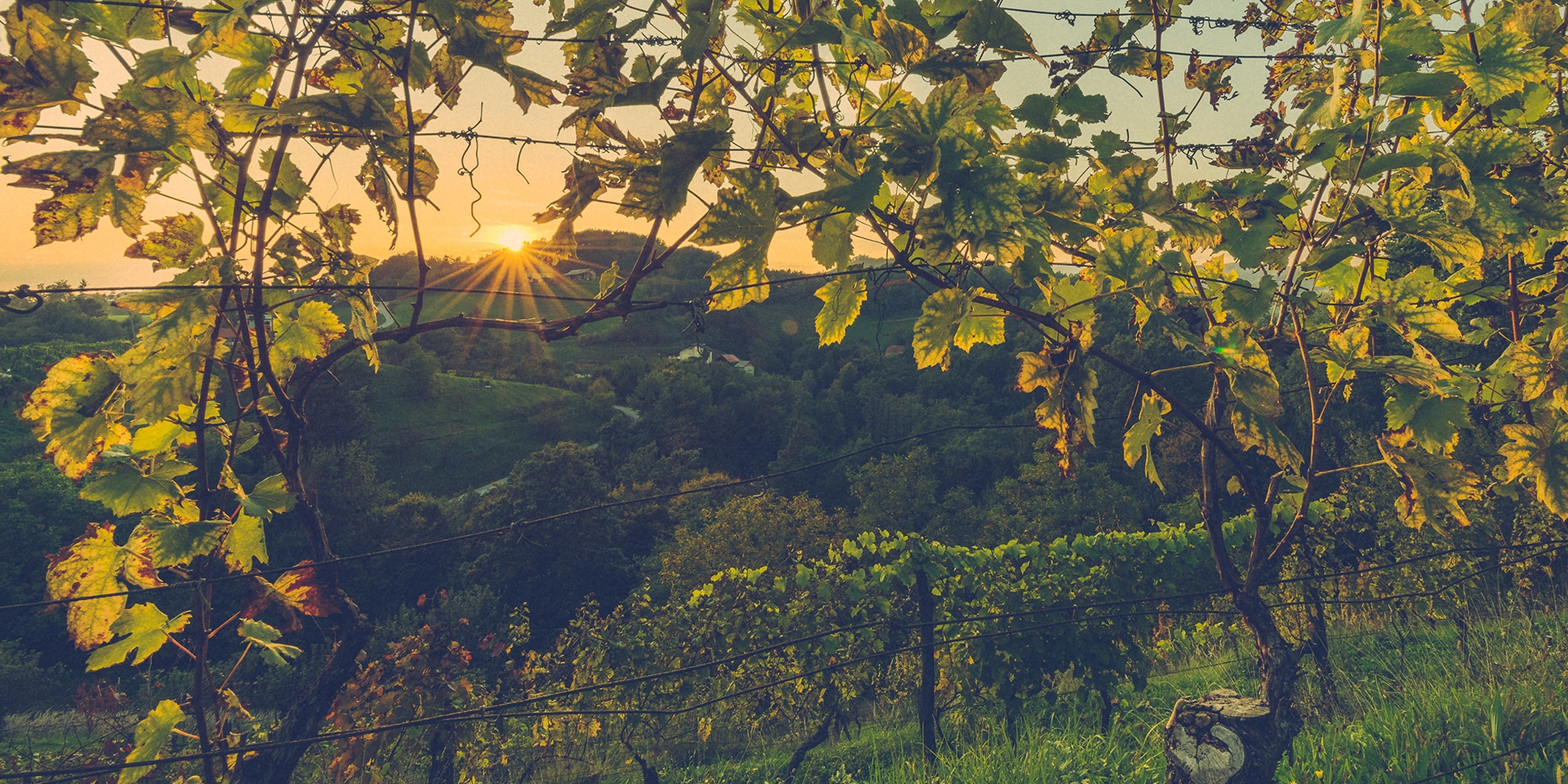 Putting nature first. The European Commission's strategy for the Decade ...