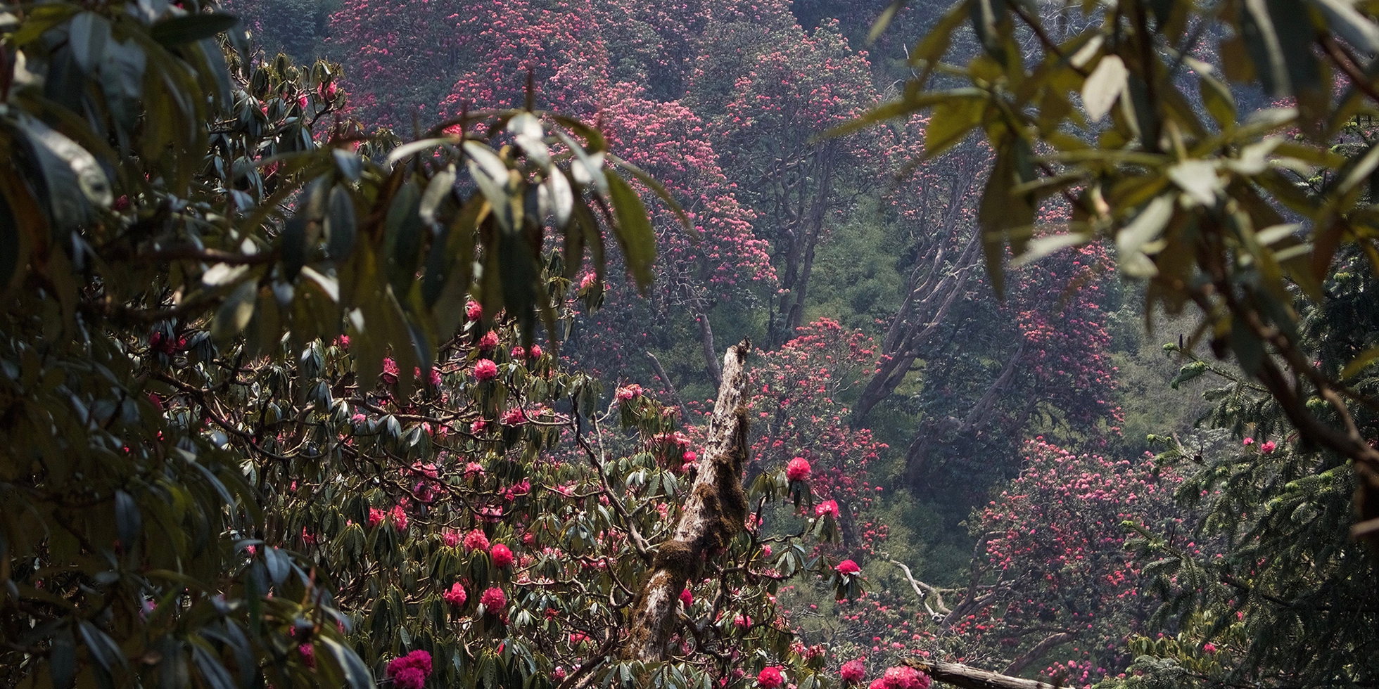 Tree cover in Nepal has doubled since forests were entrusted to local ...