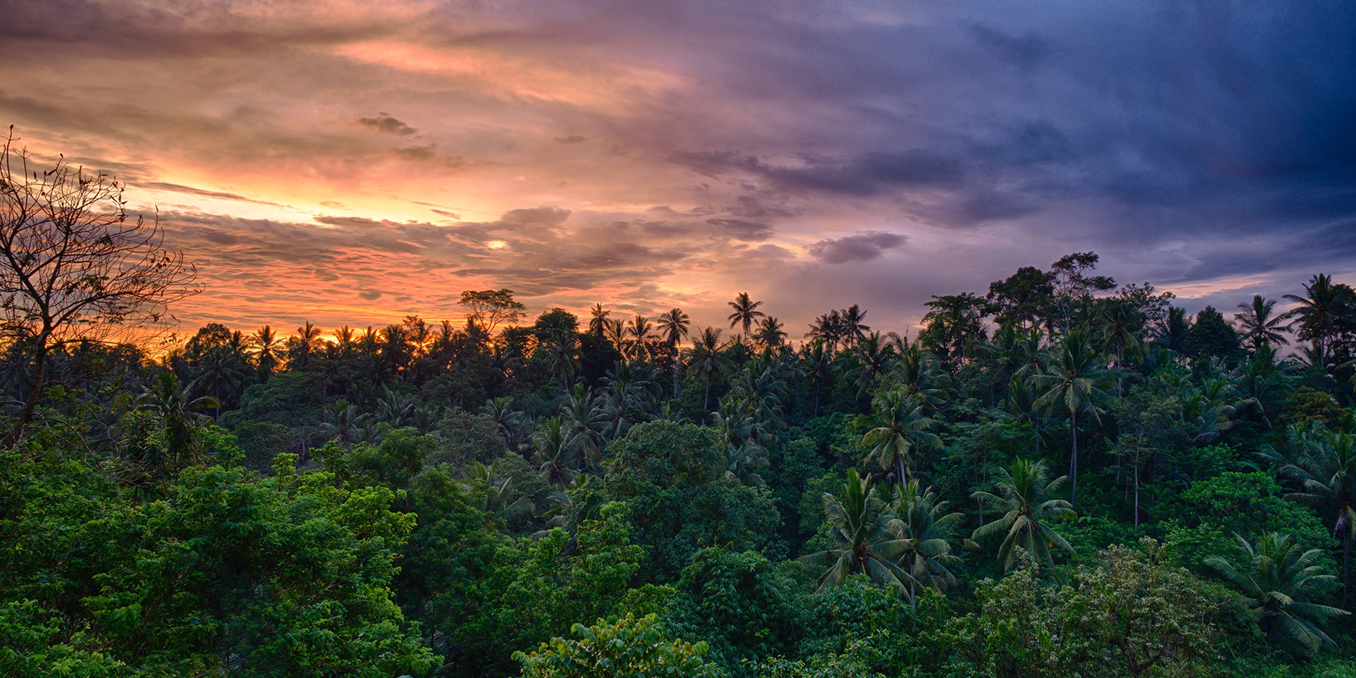 L’espansione dei terreni agricoli è la più grande minaccia per le ...