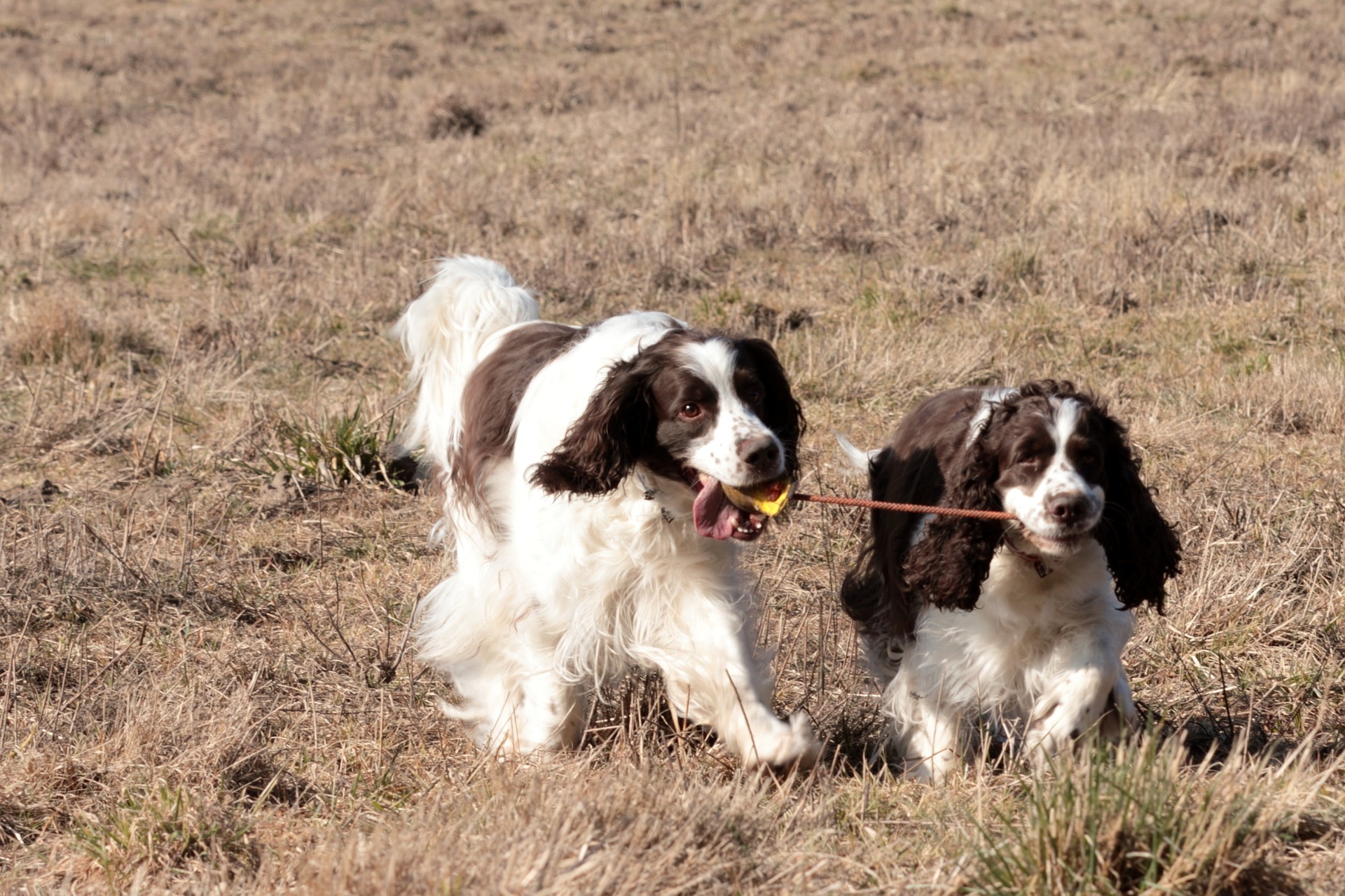 Springer spaniel, il carattere d’oro del principe dei cani da caccia ...