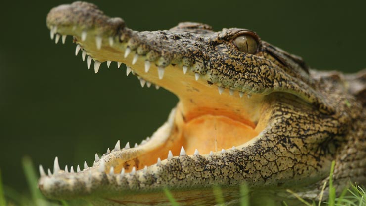 Australia: stop al safari di caccia al coccodrillo - LifeGate