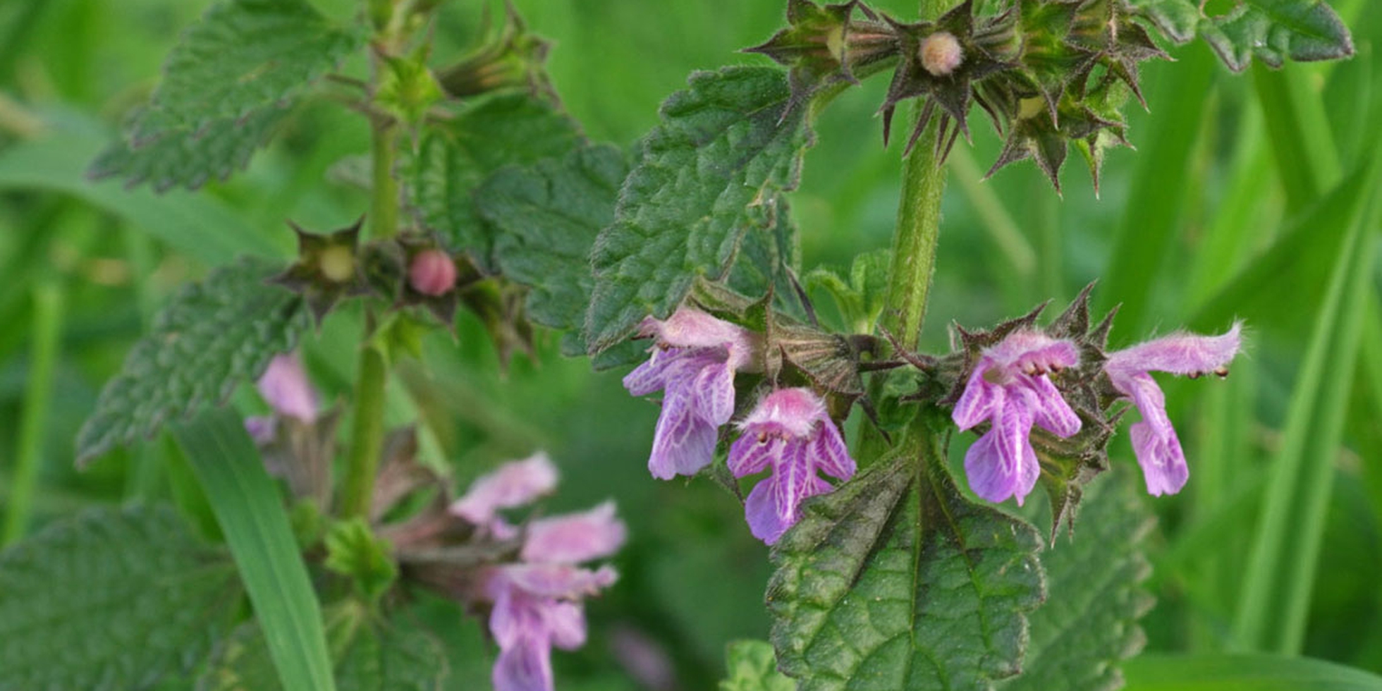 Marrubio: proprietà terapeutiche e controindicazioni