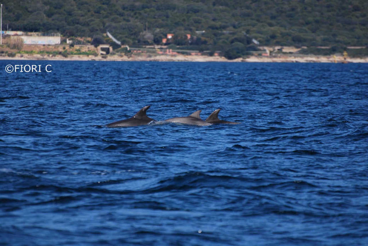 Come vedere i delfini in modo sostenibile a Golfo Aranci, in Sardegna