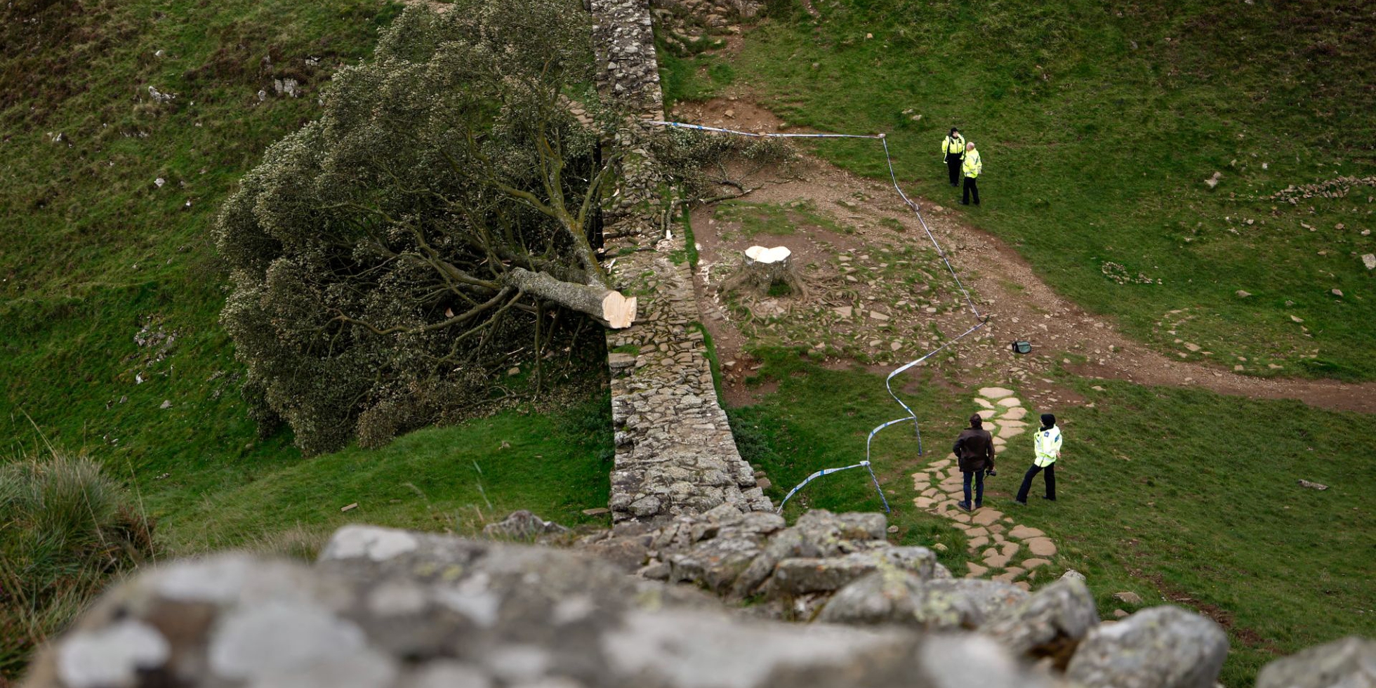 Gran Bretagna, abbattuto per vandalismo il mitico "albero di Robin Hood ...
