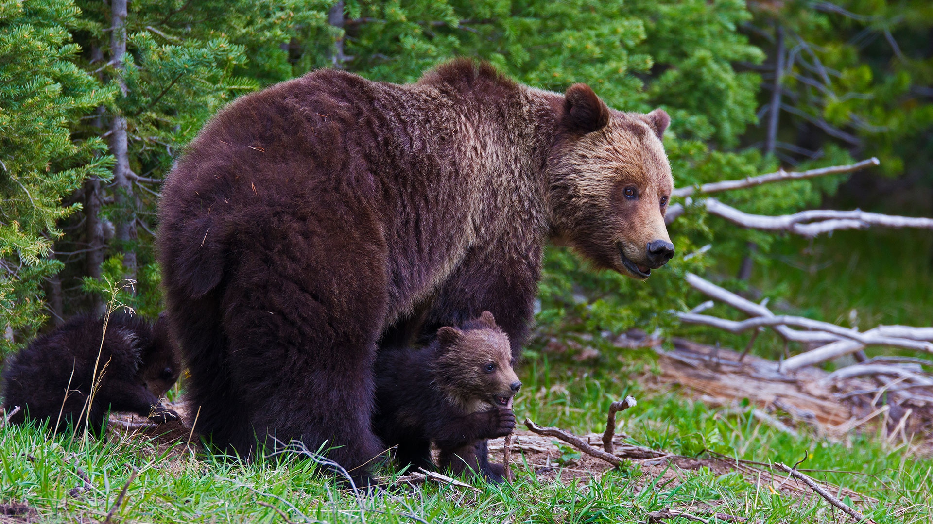 L’Italia dichiara guerra alla fauna selvatica - LifeGate