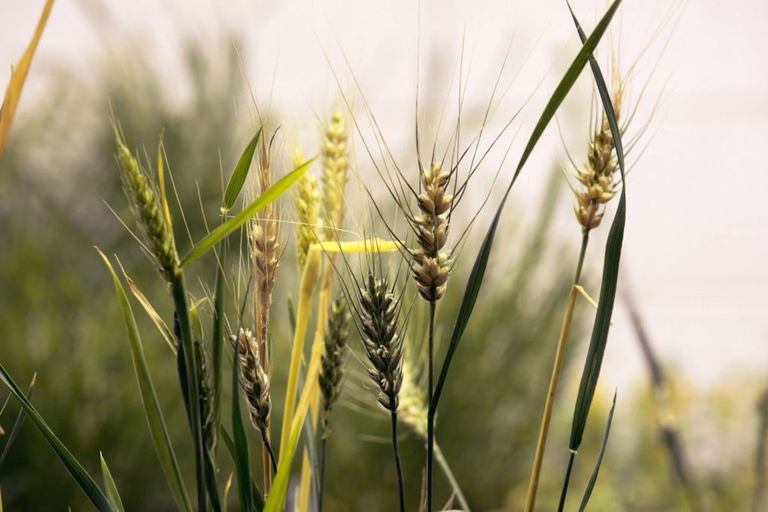 Nuovi ogm, via libera in Italia alla sperimentazione in campo. Chi è ... Nuovi ogm, via libera in Italia alla sperimentazione in campo. Chi è ...