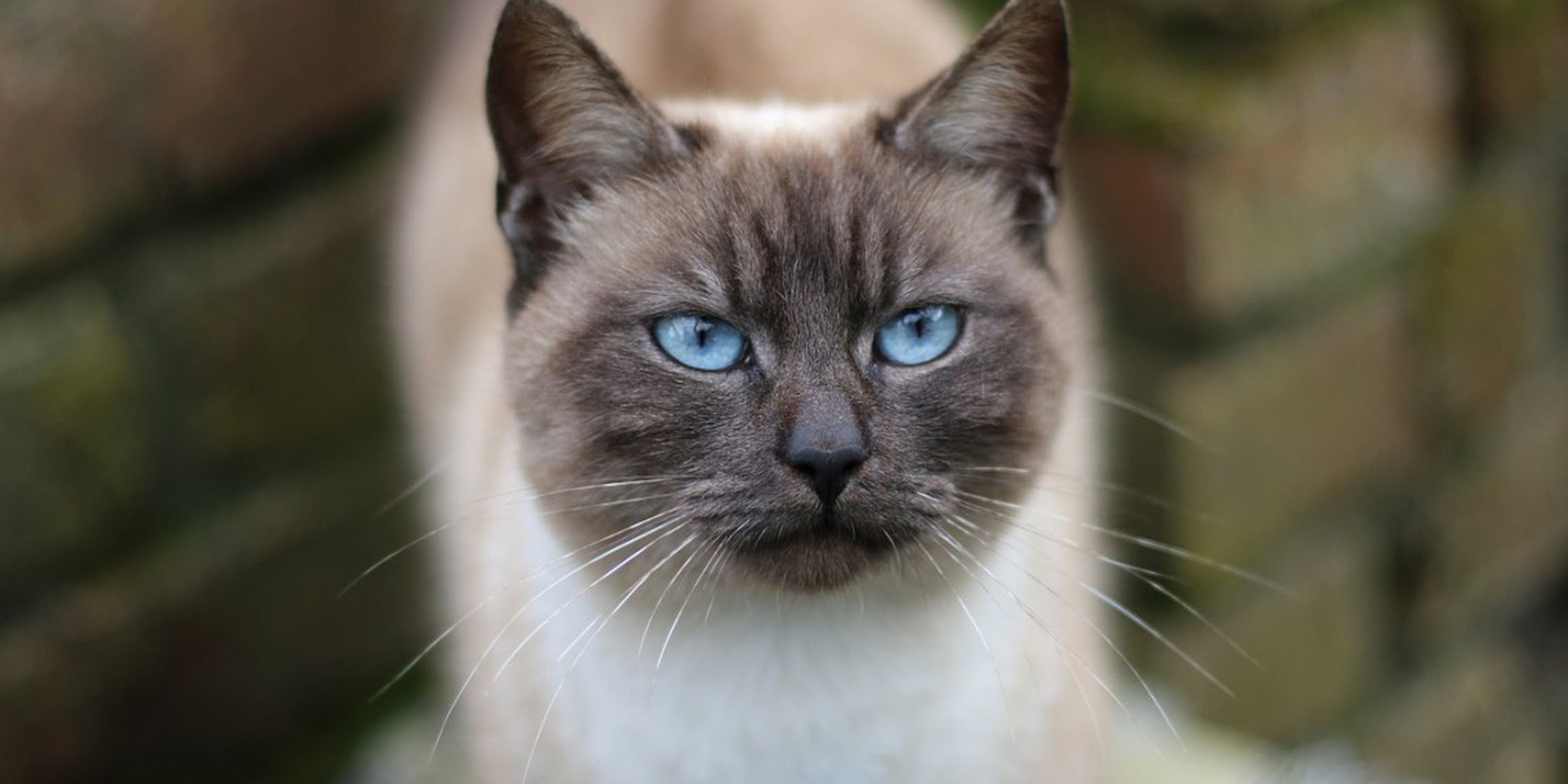 Il siamese, tutto quello che c'è da sapere sul gatto che sembra un cane ...