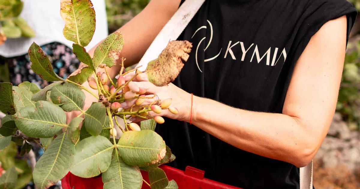 Kymia, la startup al femminile che trasforma il mallo del pistacchio da ...