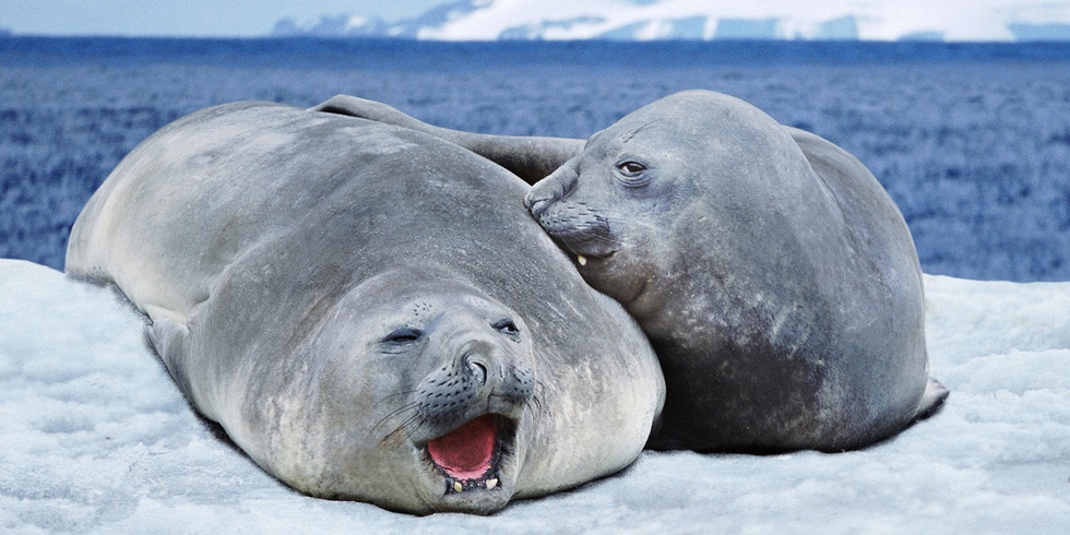 The world's largest marine protected area has been created in ...
