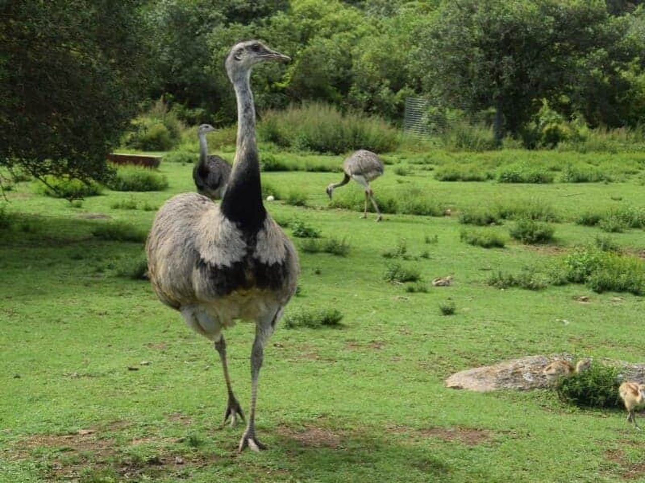 Animali con la N: impatti ambientali e progetti di conservazione - LifeGate