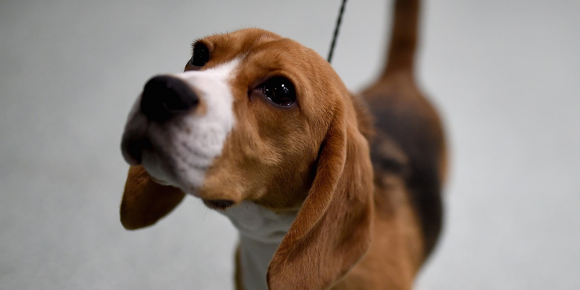 Green Hill, assolti gli attivisti che liberarono i beagle - LifeGate