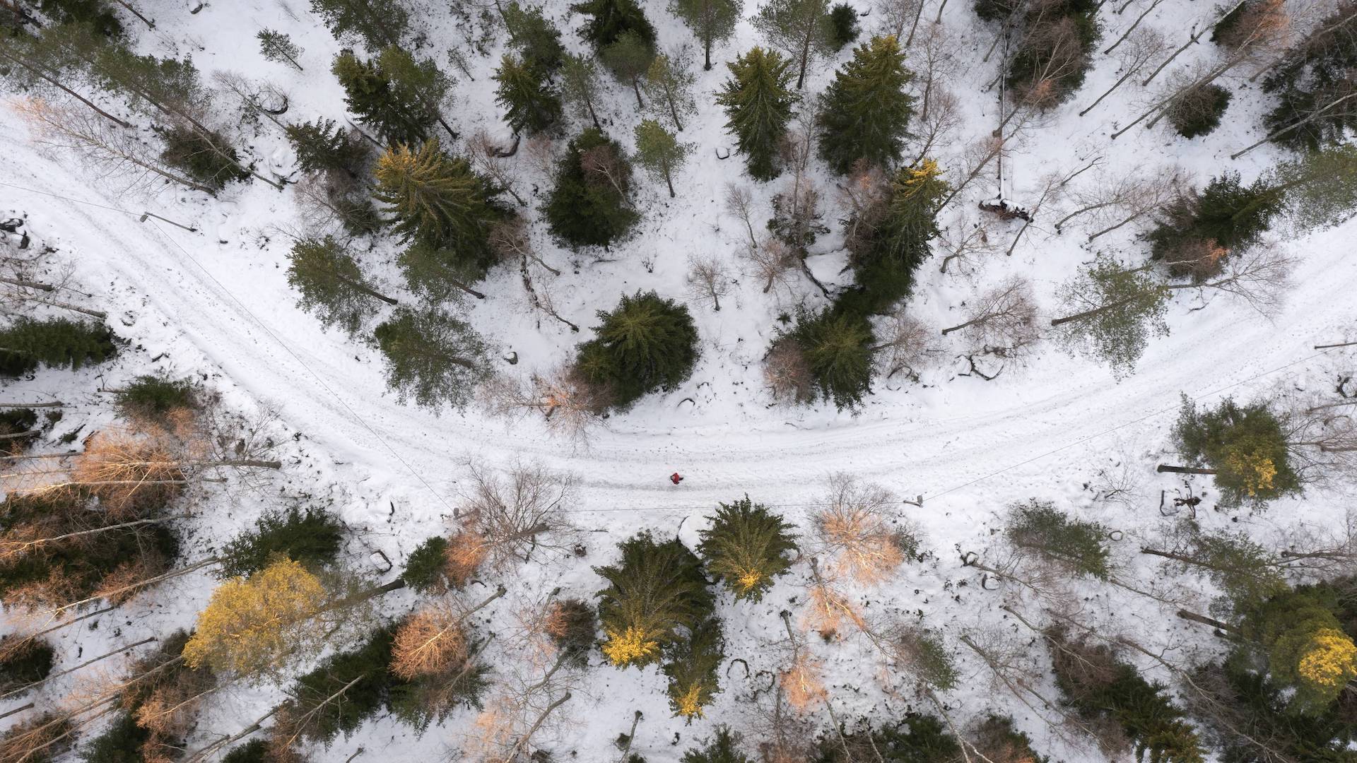 Finlandia, la foresta boreale minacciata da un’invasione di insetti ...
