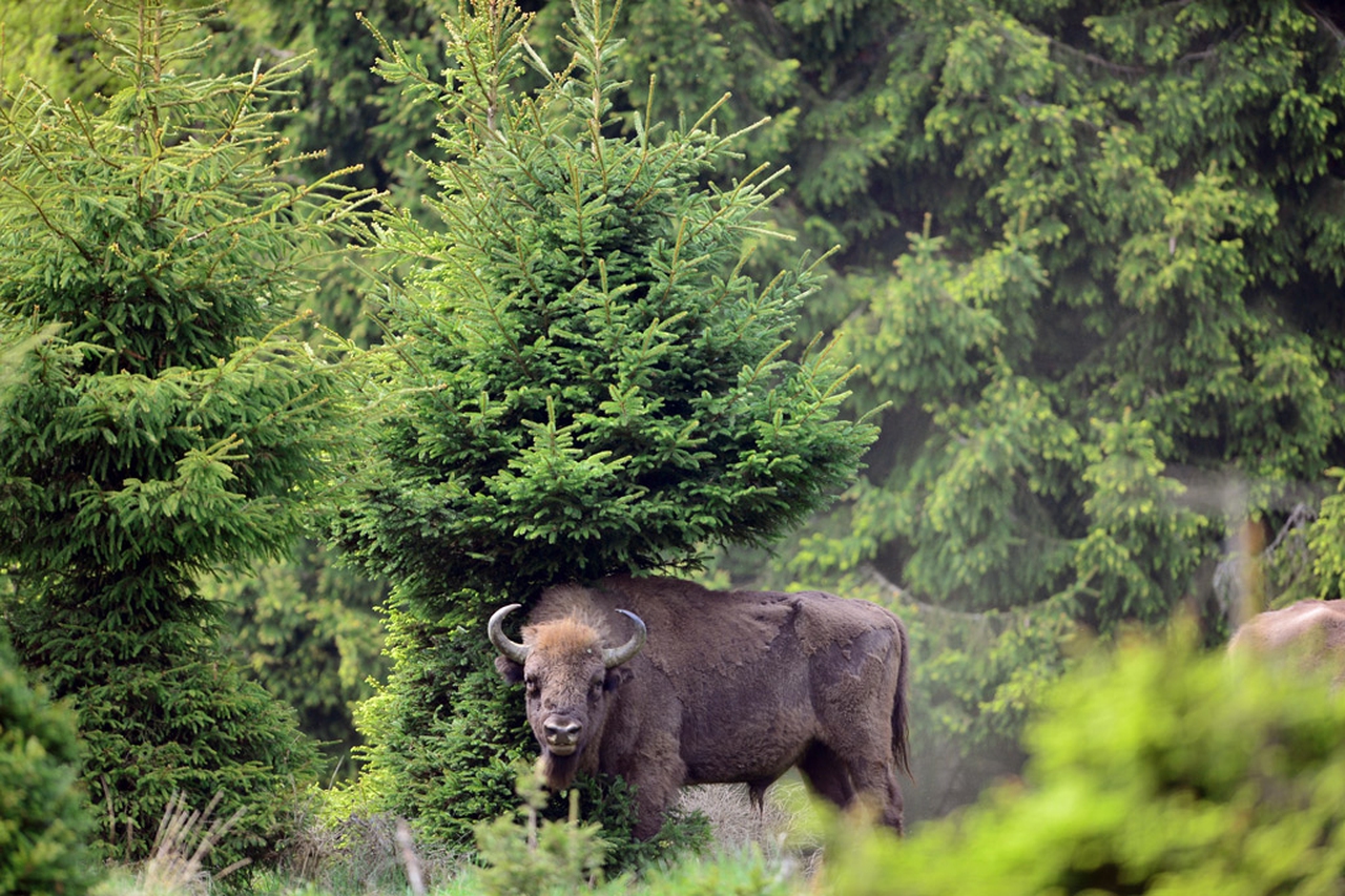 Dove puoi vedere il bisonte europeo - LifeGate