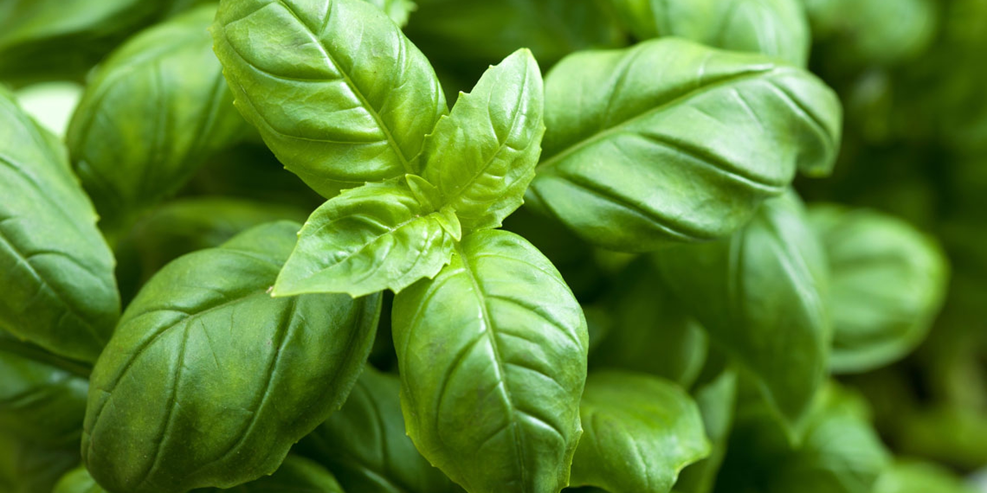Come usare il basilico: dalla cucina ai rimedi naturali - LifeGate